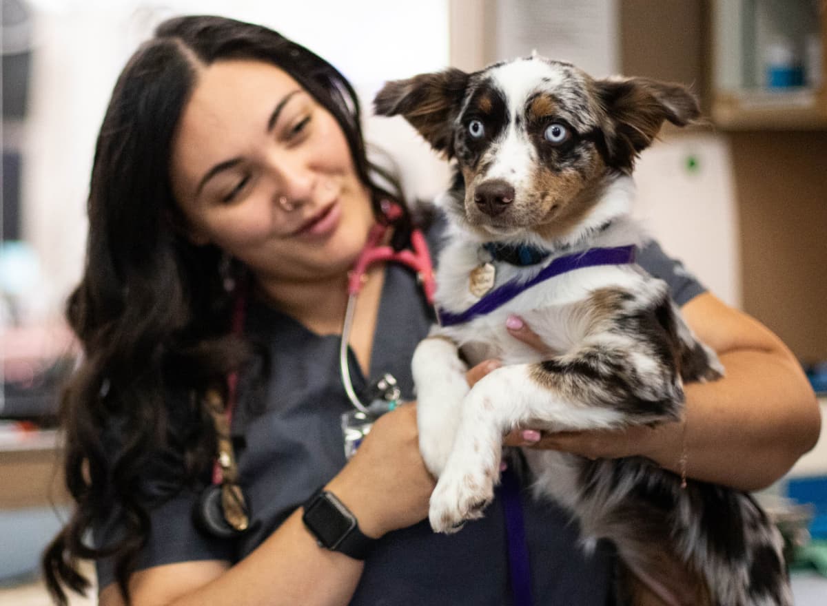 PetDesk Scribe