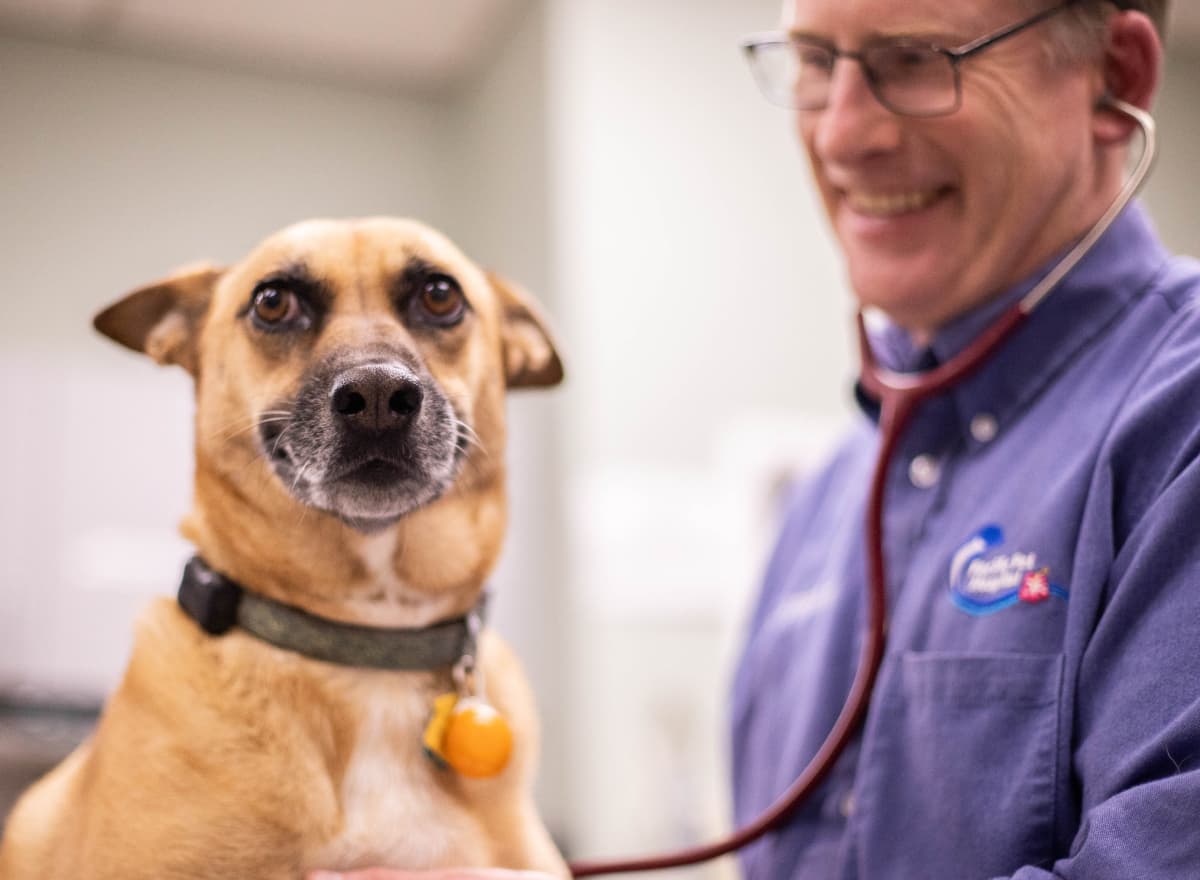 PetDesk Scribe